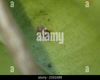 Green Lacewings (Chrysopidae), Insecta, Wynyard TAS 7325, Australia ...