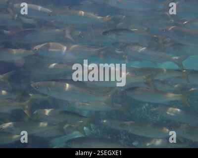 Yelloweye Mullet (Aldrichetta forsteri), Actinopterygii, Queenscliff ...