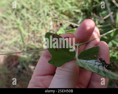 (Riptortus), Insecta, Cooktown QLD 4895, Australia Stock Photo - Alamy