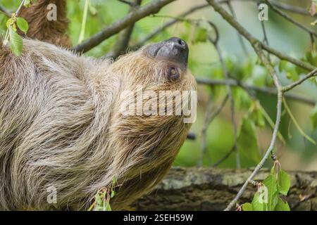 Sideview portrait of A Linnaeus's two-toed sloth (Choloepus didactylus ...