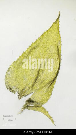 Flagellate Feather-moss (Hyocomium armoricum), Plantae, La Coruña ...