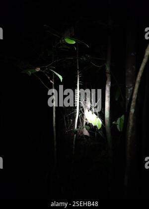 candle vine (Pothos longipes), Plantae, Wongabel QLD 4883, Australia ...