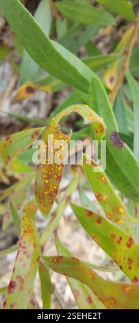 Myrtle Rust (Austropuccinia psidii), Fungi, Auckland, Kingsland, New ...