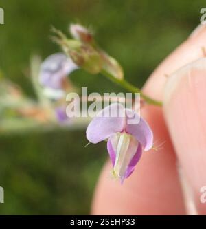 (Grona setigera), Plantae, Mgangeni, Maphephetha, South Africa, Bearing ...