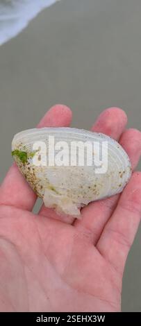 Southern Tuatua (Paphies donacina), Mollusca, Kaunihera a-Rohe o ...