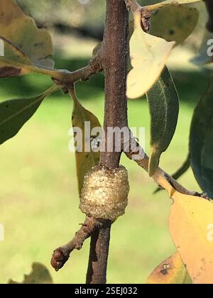 Insects (Insecta), Insecta, Morgan Territory Regional Preserve, Contra ...