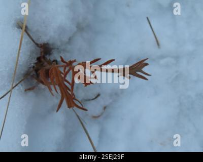 plants (Plantae), Plantae, Wind Cave National Park, Custer, South ...
