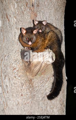 Common Brushtail Possums, Trichosorus vulpecula, mother and joey, in ...