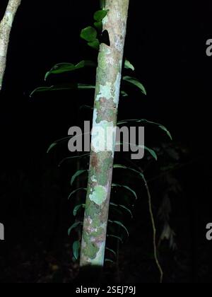 candle vine (Pothos longipes), Plantae, Wongabel QLD 4883, Australia ...