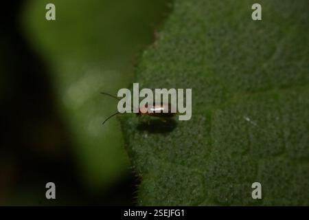 Leaf Beetles (Chrysomelidae), Insecta, Oxapampa, Peru Stock Photo - Alamy