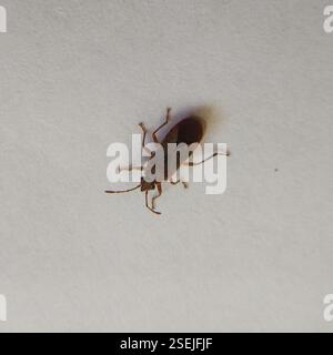 plane groundbug (Arocatus longiceps), Insecta, 1756 Sofia, Bulgaria ...