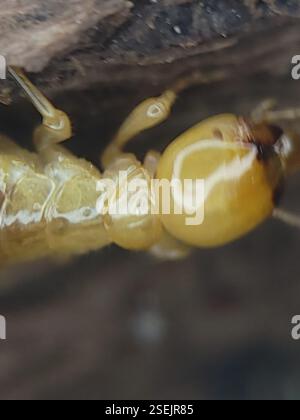 (Zootermopsis), Insecta, Portola Redwoods State Park, San Mateo County ...