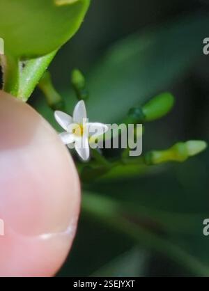 Pearlberry (Vallesia glabra), Plantae, La Paz, BCS, Mexico Stock Photo ...