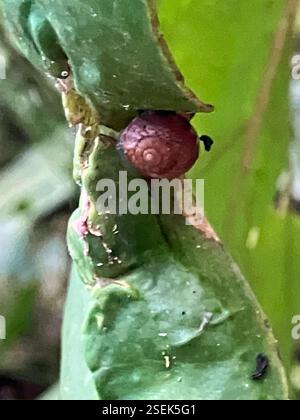 (Helicinidae), Mollusca, Saint Peter, MS Stock Photo - Alamy