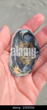 Pipi (Paphies australis), Mollusca, Palmerston, New Zealand, Thick ...