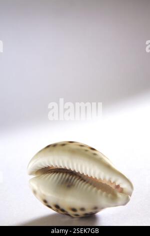 A picture of a Mussel Shell on a white background Stock Photo - Alamy
