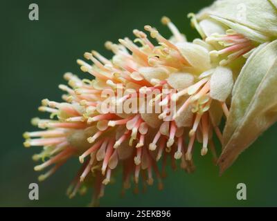 (Corylopsis multiflora), Plantae, 台灣南投縣 Stock Photo - Alamy