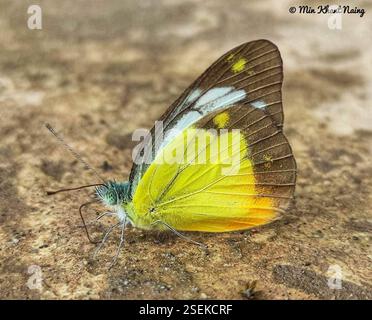Orange Gull (Cepora iudith), Insecta, Hpa-An Stock Photo - Alamy