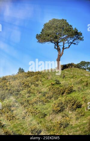 Lonely tree in the Coromandel Peninsula, New Zealand Stock Photo - Alamy