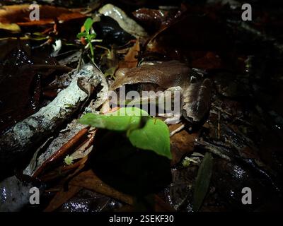 Australasian Barred Frogs (Mixophyes), Amphibia, Mount Carbine QLD 4871 ...