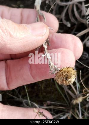 (Asteroideae), Plantae, Fergus, Montana, United States Stock Photo - Alamy