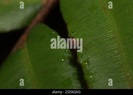 Leaf Beetles (Chrysomelidae), Insecta, Oxapampa, Peru Stock Photo - Alamy
