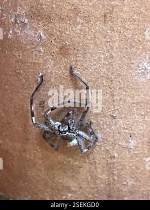 Victorian Huntsman Spider (Isopedella victorialis), Arachnida Stock ...
