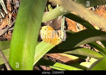Rustic (Cupha erymanthis), Insecta, National Kandawgyi Botanical ...