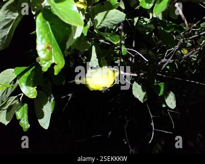 Sahul Sunbird (Cinnyris frenatus), Aves, Kinka Beach QLD 4703 ...