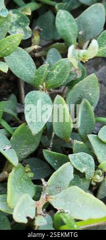 saltbush subfamily (Chenopodioideae), Plantae, 22430 Tijuana, Baja ...