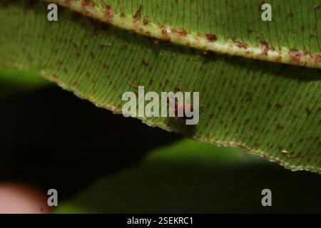 Leaf Beetles (Chrysomelidae), Insecta, Oxapampa, Peru Stock Photo - Alamy