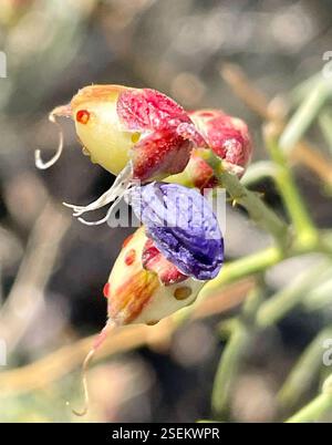 Schott's dalea (Psorothamnus schottii) in flower. Photographed in the ...