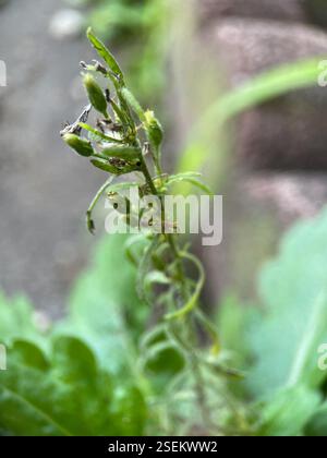 (Asteroideae), Plantae, Los Angeles County, US-CA, US Stock Photo - Alamy