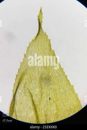 Flagellate Feather-moss (Hyocomium armoricum), Plantae, La Coruña ...