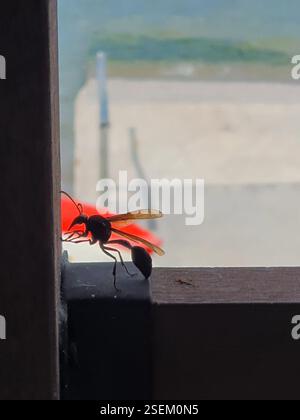 Philippine Black Potter Wasp (Delta pyriforme philippinense Stock Photo ...
