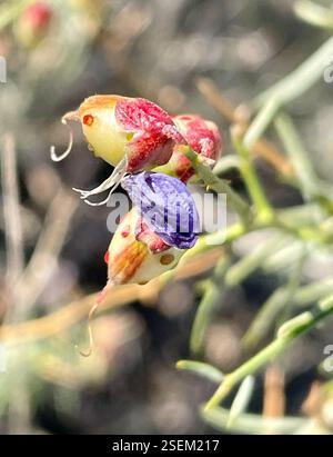 Schott's dalea (Psorothamnus schottii) in flower. Photographed in the ...