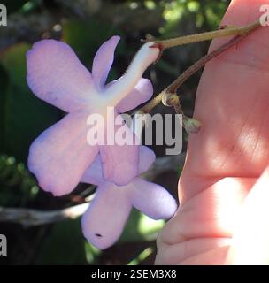 (Streptocarpus polyanthus polyanthus), Plantae, uMgungundlovu District ...