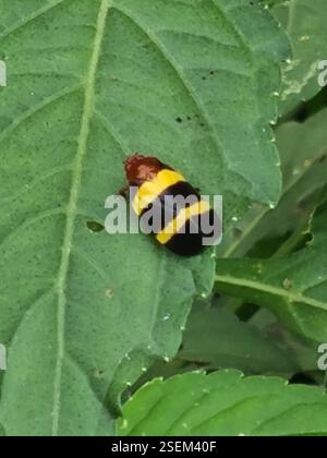 (Sphenorhina rubra), Insecta, Kwakoegron, Suriname Stock Photo - Alamy
