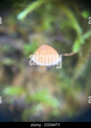 Moss Bells (Galerina), Fungi, Hidden Falls Regional Park, Auburn, CA ...