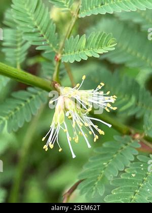 (Mimoseae), Plantae, Saint Anthon, MS Stock Photo - Alamy