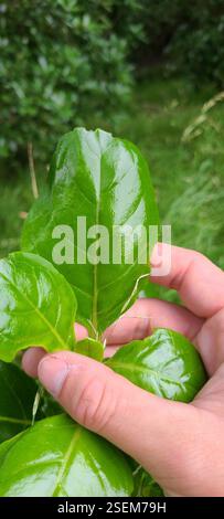 Taupata (Coprosma repens), Plantae, Auckland, NZ Stock Photo - Alamy
