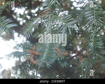 Japanese torreya (Torreya nucifera), Plantae, Funado, Itabashi City ...