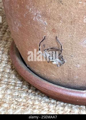 Victorian Huntsman Spider (Isopedella victorialis), Arachnida Stock ...