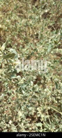 Saltbushes (Atriplex), Plantae, Cafayate, Salta, Argentina Stock Photo ...