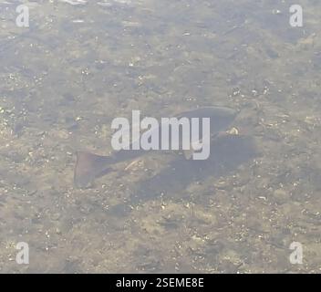 Red Drum (Sciaenops ocellatus), Actinopterygii, United States Stock ...