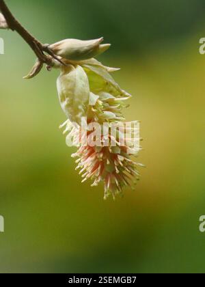 (Corylopsis multiflora), Plantae, 台灣南投縣 Stock Photo - Alamy