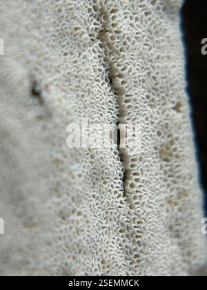 white tubelet (Henningsomyces candidus), Fungi, Swazey St, San Luis ...