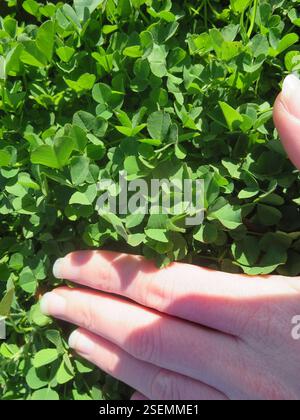 clovers (Trifolium), Plantae, Bell's Landing, Savannah, GA, USA Stock ...