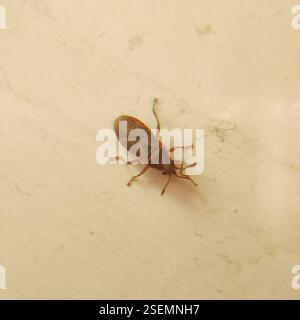 plane groundbug (Arocatus longiceps), Insecta, 1756 Sofia, Bulgaria ...