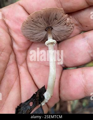 (Micropsalliota), Fungi, Finca Heimatlos, O Agaricus sp Stock Photo - Alamy